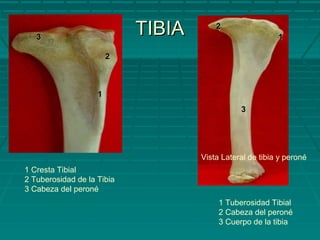 Tema 1 anatomia copia | PPT
