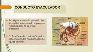 TEMA 1 ANATOMIA GINECO UNO ORGANOS FEMENINOS | PPTX