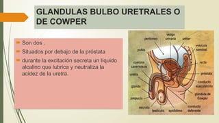 TEMA 1 ANATOMIA GINECO UNO ORGANOS FEMENINOS | PPTX