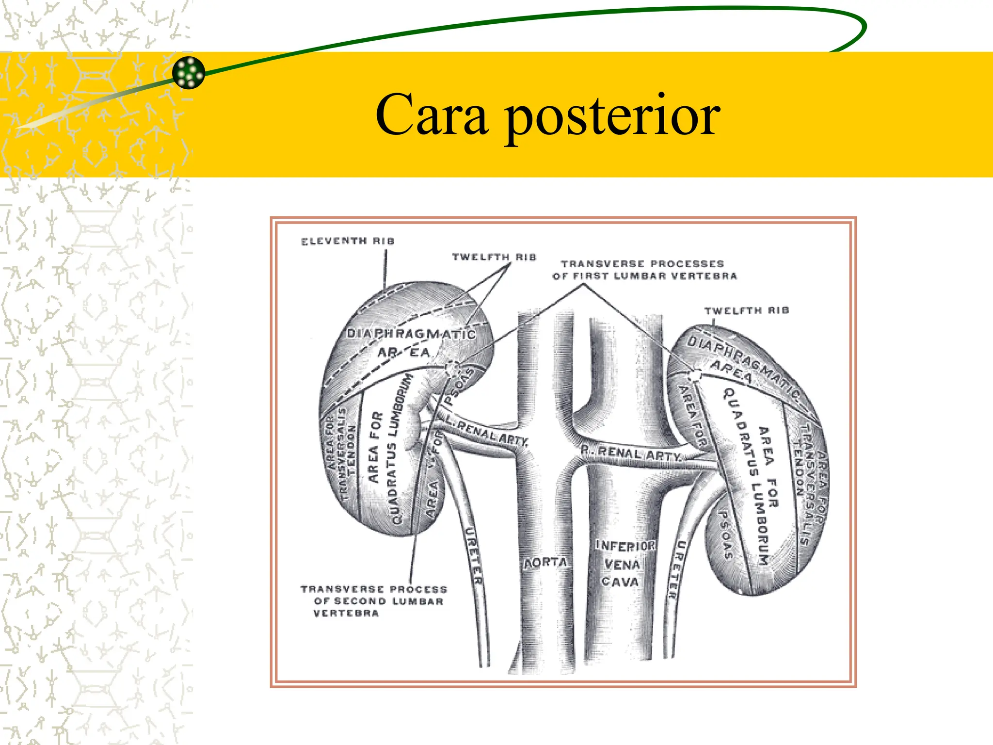 Anatomía del Sistema Genito Urinario y Fisiología | PPT