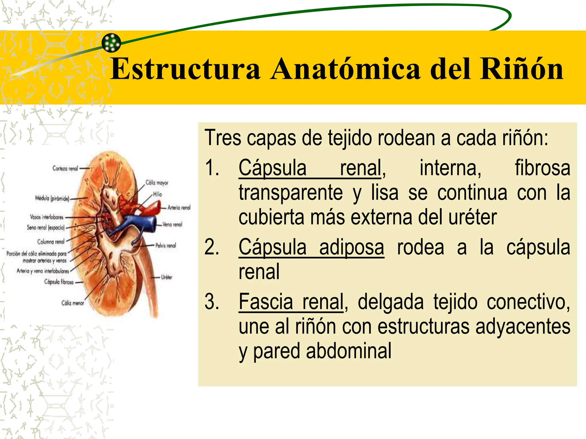 Anatomía del Sistema Genito Urinario y Fisiología | PPT