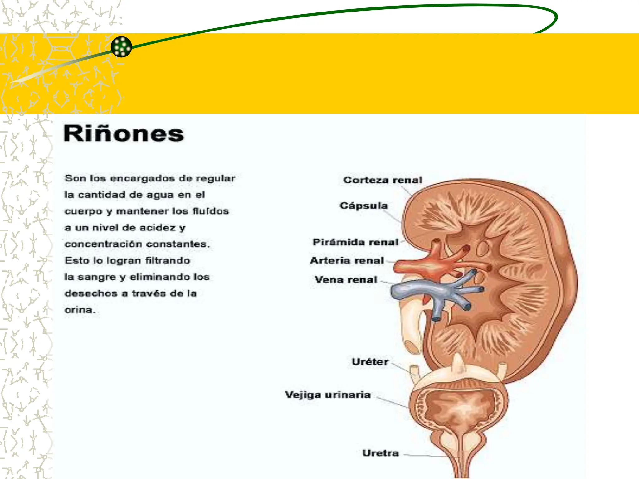 Anatomía del Sistema Genito Urinario y Fisiología | PPT