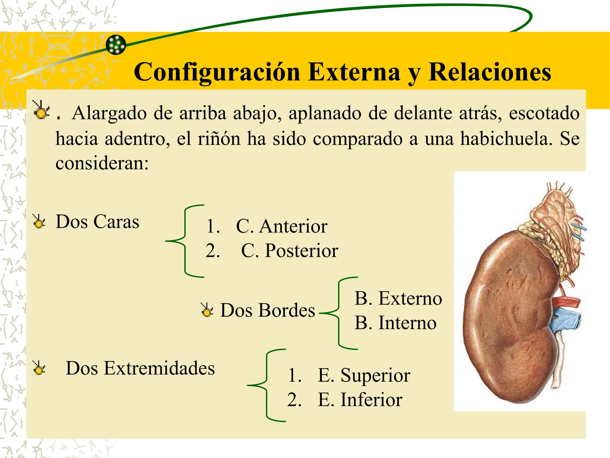 Anatomía del Sistema Genito Urinario y Fisiología | PPT