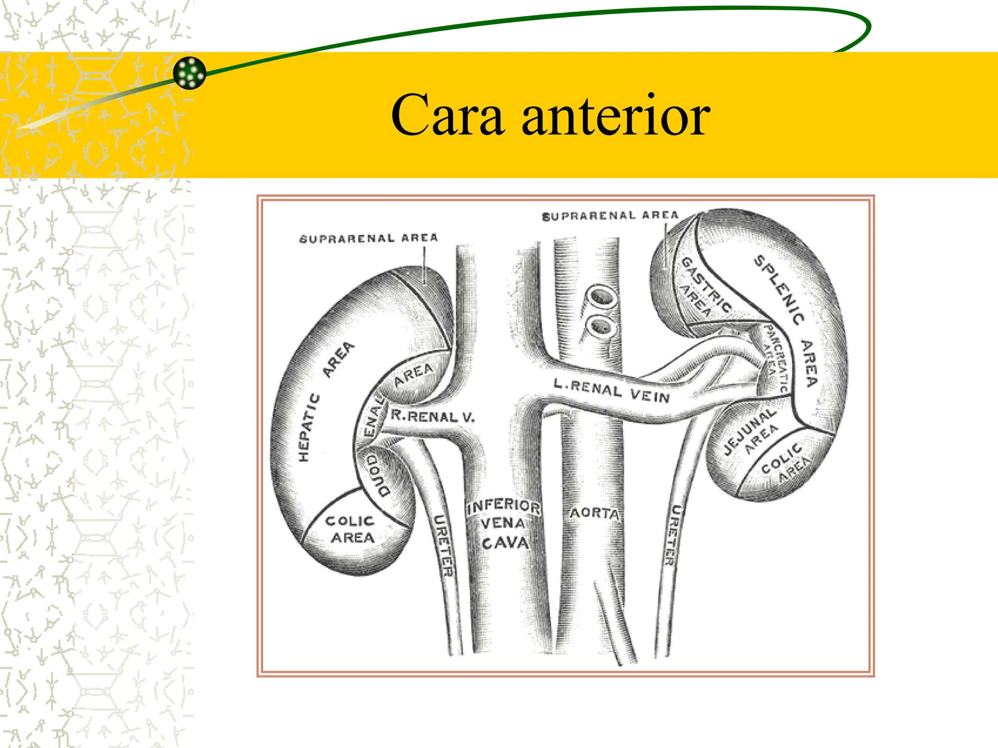 Anatomía del Sistema Genito Urinario y Fisiología | PPT
