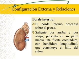 Anatomía del Sistema Genito Urinario y Fisiología | PPT