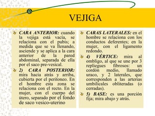 Anatomía del Sistema Genito Urinario y Fisiología | PPT
