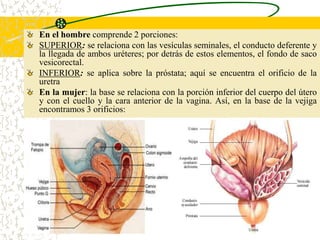 Anatomía del Sistema Genito Urinario y Fisiología | PPT