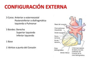 Anatomía y Fisiología del Corazón | PPTX
