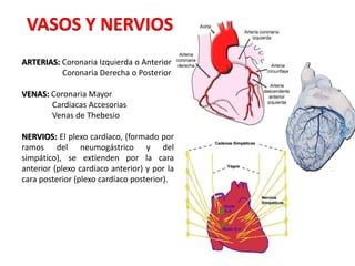 Anatomía y Fisiología del Corazón | PPTX