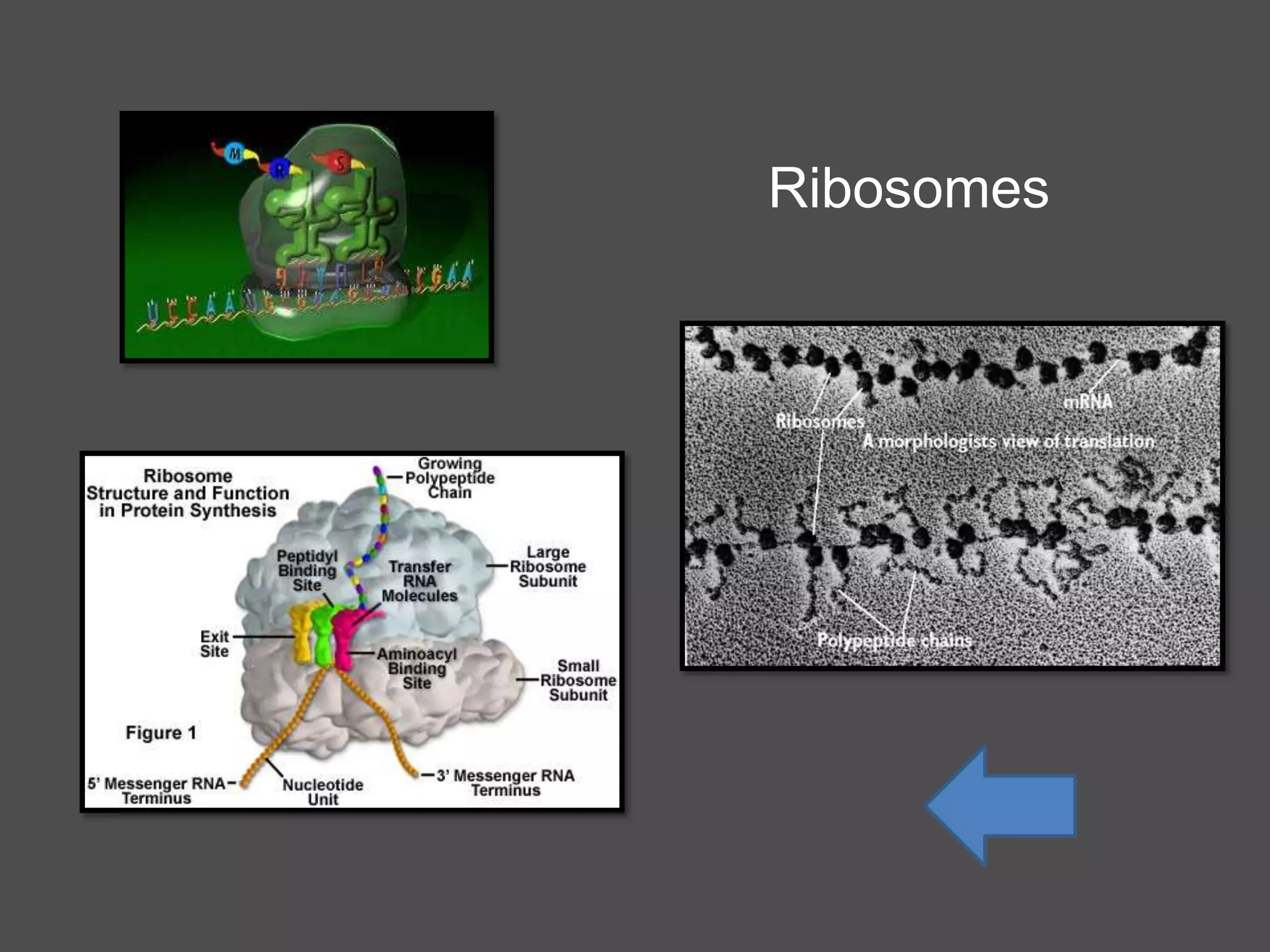 Tema 1 el cos humà | PPTX