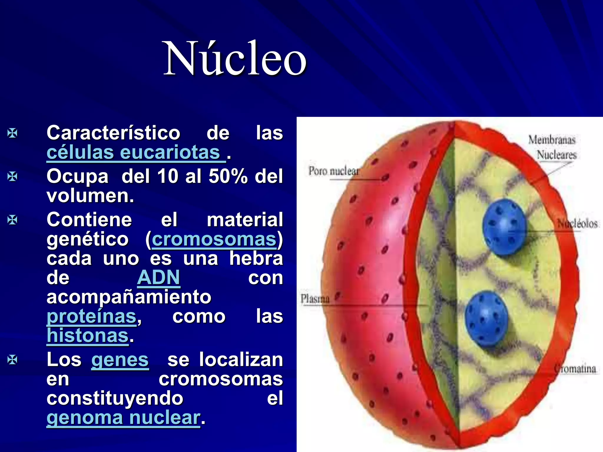 Tema 1 el núcleo y nucleolo | PPT