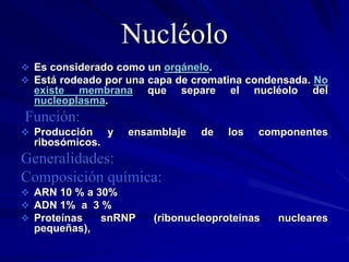 Tema 1 el núcleo y nucleolo | PPT