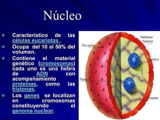 Tema 1 el núcleo y nucleolo | PPT