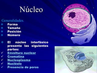 Tema 1 el núcleo y nucleolo | PPT