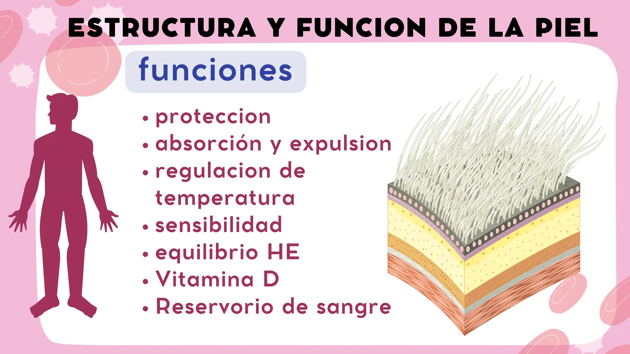 tema 1 estructura y funcion de la pieldf | PDF
