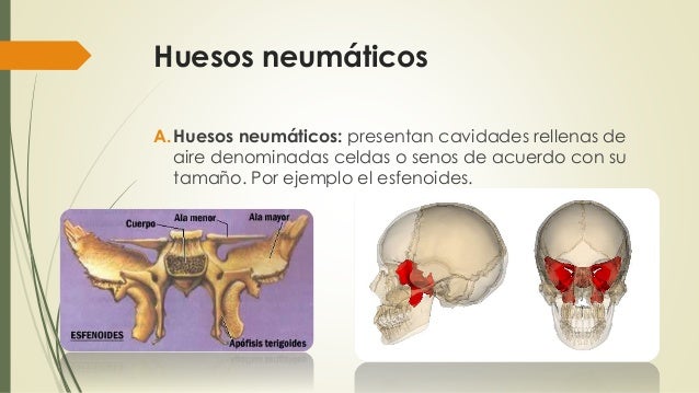 Tema 1 huesos y planos anatomicos