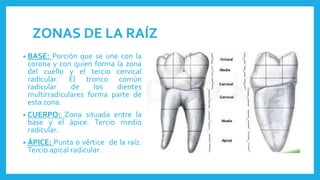 TEMA 1 INTRODUCCIÓN Y GENERALIDADES DE LA DENTICIÓN.pptx