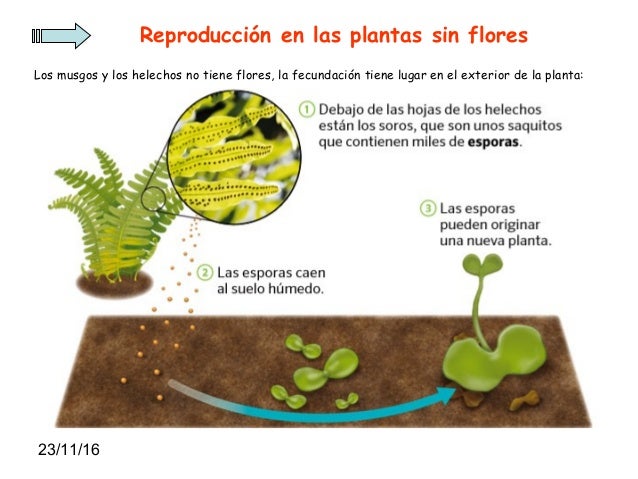 Tema 1 "Las plantas"