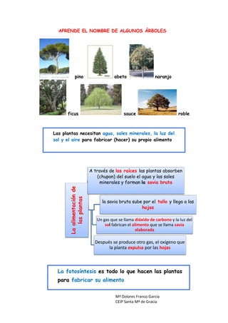 Tema 1 las plantas | PDF