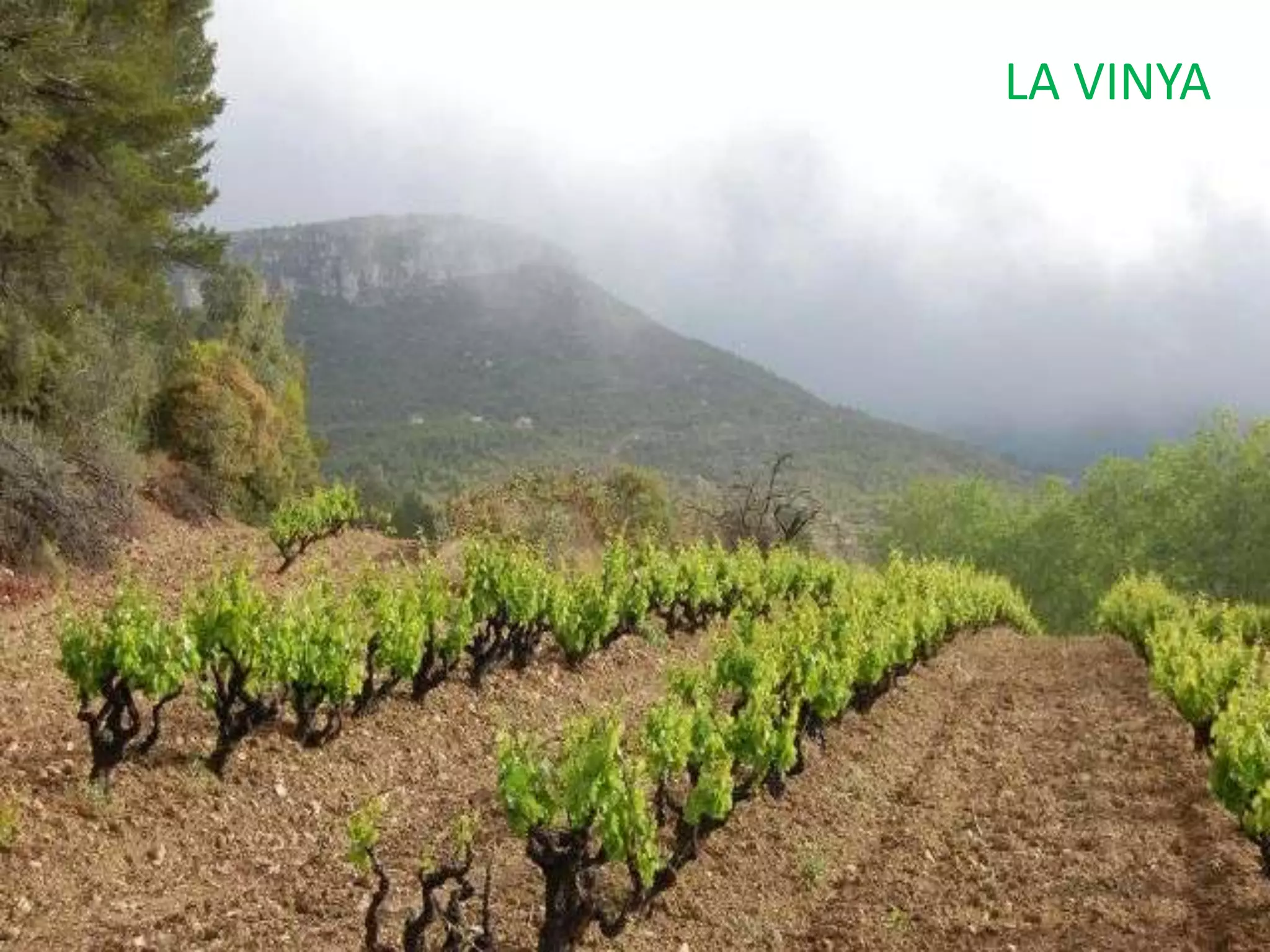 Tema 1 medi la vinya | PPS