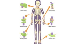 TEMA 1_ORGAN GERAK HEWAN DAN MANUSIA.pptx