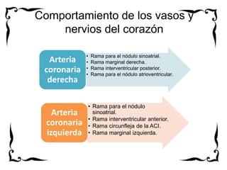 Sistema Cardiovascular | PPTX
