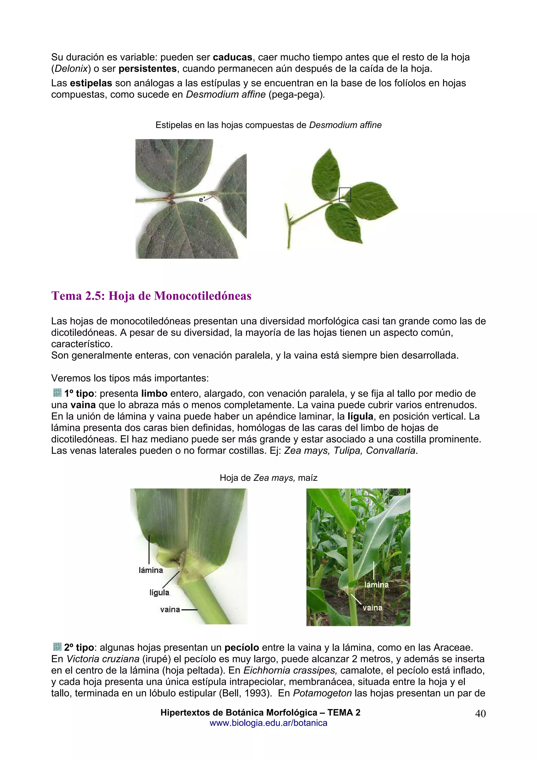 Tema2-Morfología externa de Hoja - Hipertextos de Botánica Morfológica ...