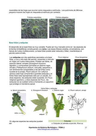 Tema2-Morfología externa de Hoja - Hipertextos de Botánica Morfológica ...