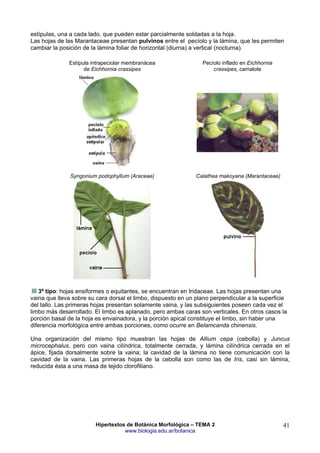 Tema2-Morfología externa de Hoja - Hipertextos de Botánica Morfológica ...
