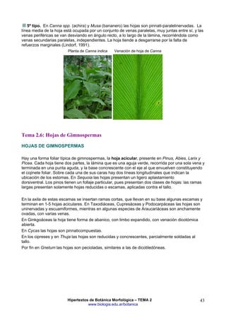 Tema2-Morfología externa de Hoja - Hipertextos de Botánica Morfológica ...