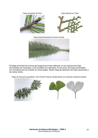 Tema2-Morfología externa de Hoja - Hipertextos de Botánica Morfológica ...