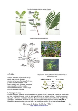 Tema2-Morfología externa de Hoja - Hipertextos de Botánica Morfológica ...