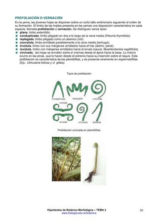 Tema2-Morfología externa de Hoja - Hipertextos de Botánica Morfológica ...