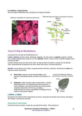 Tema2-Morfología externa de Hoja - Hipertextos de Botánica Morfológica ...