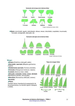 Tema2-Morfología externa de Hoja - Hipertextos de Botánica Morfológica ...