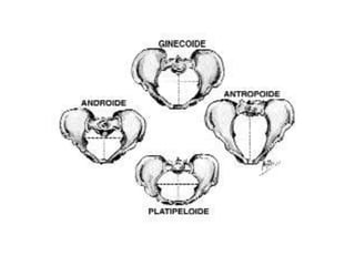 Tema 2. tipos de pelvis ósea. | PPTX