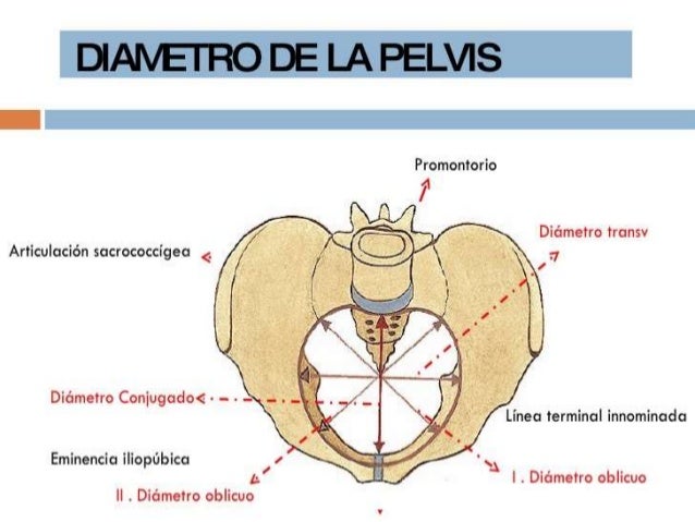 Tema 2. tipos de pelvis ósea.