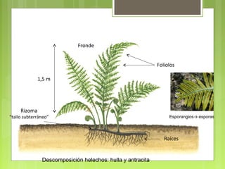 Tema 3 . las plantas | PPT