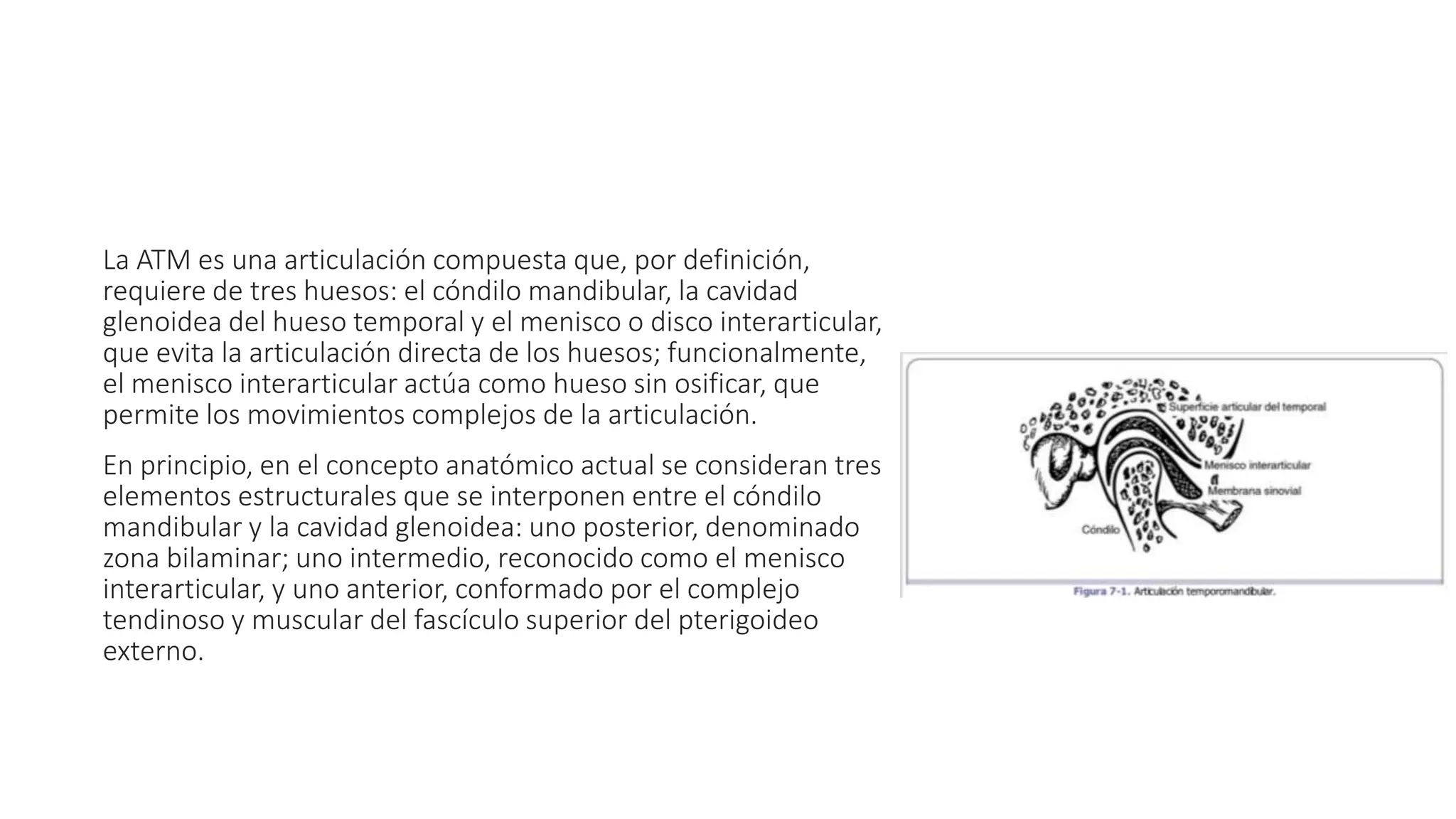 Anatomía Del Cóndilo Mandibular Estructuras Pericraneales Y Anatomia