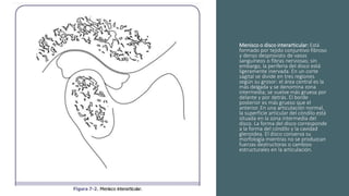 Tema 2: Articulación temporomandibular | PPTX