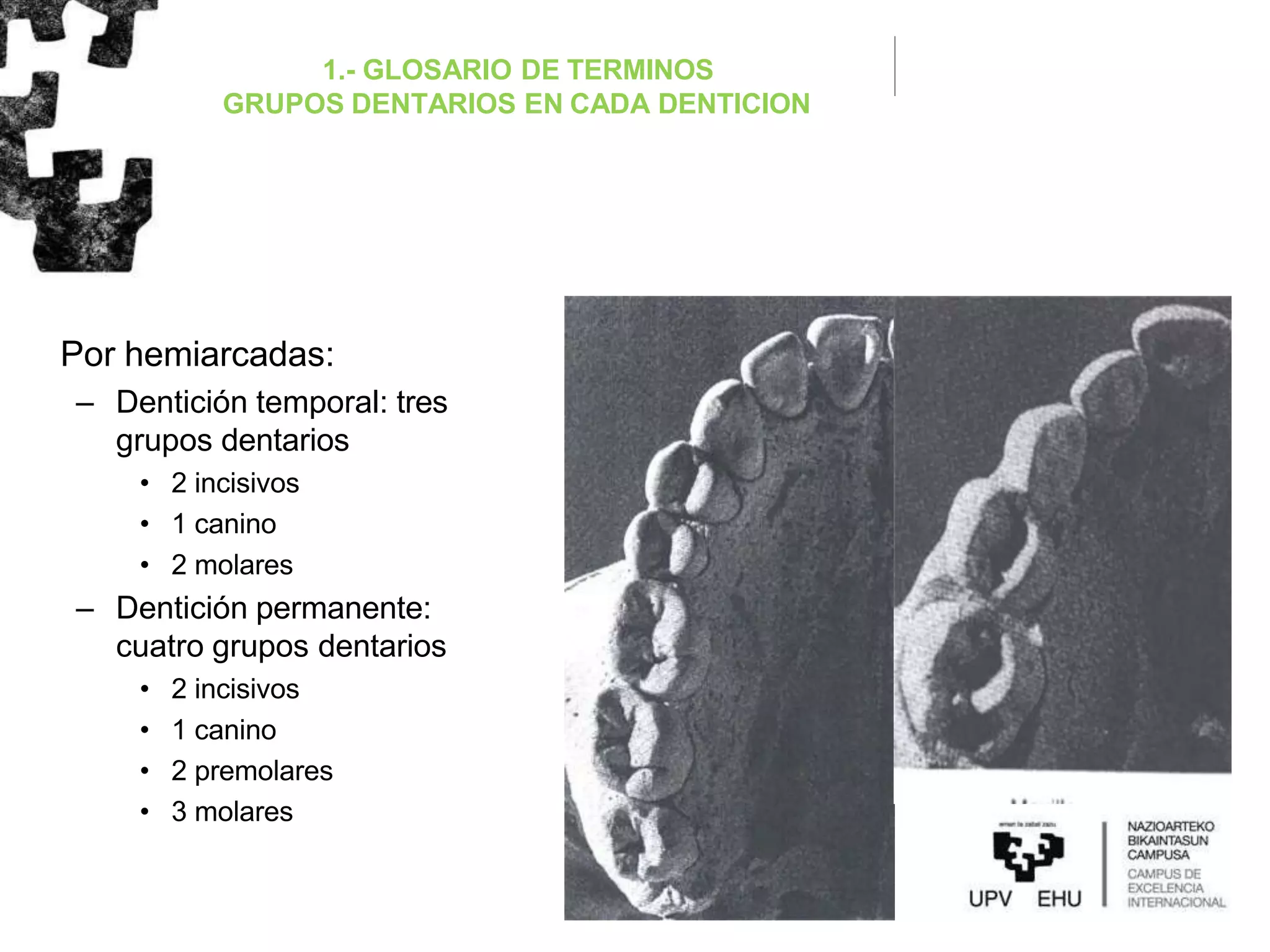 Dentición Temporal | PPTX