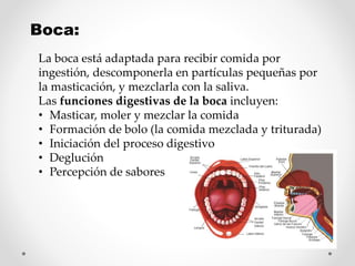 Tema 2.4 Sistema digestivo.pptx