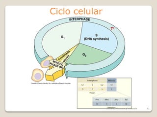 mitosis y meiosis reproducción celular de los organismos | PPT