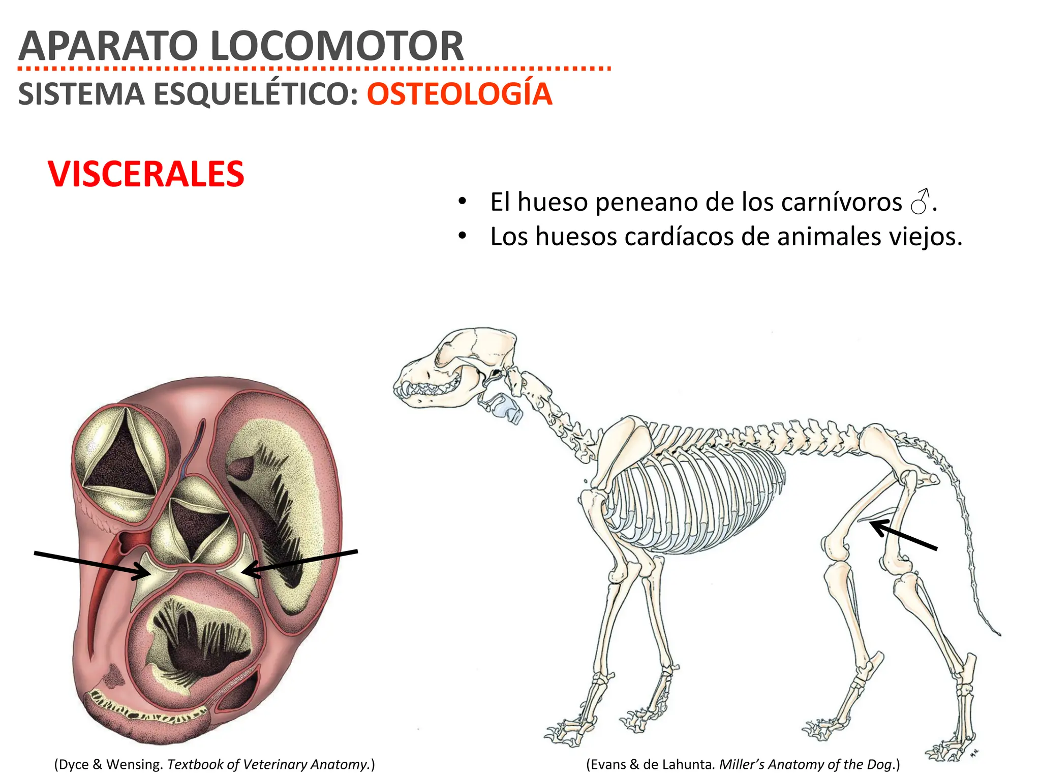 anatomía sobre el aparato locomotor, en animales | PDF