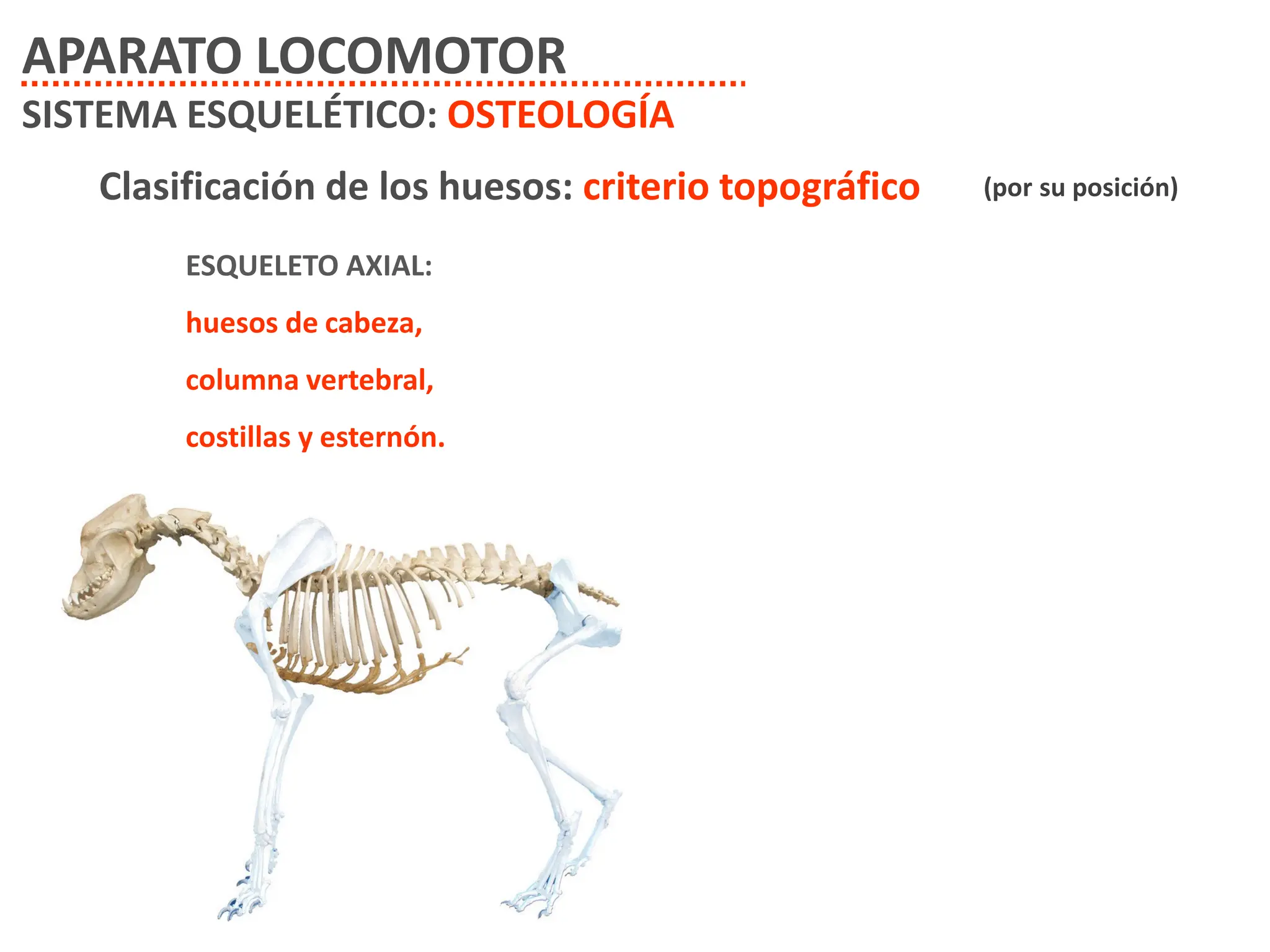 anatomía sobre el aparato locomotor, en animales | PDF
