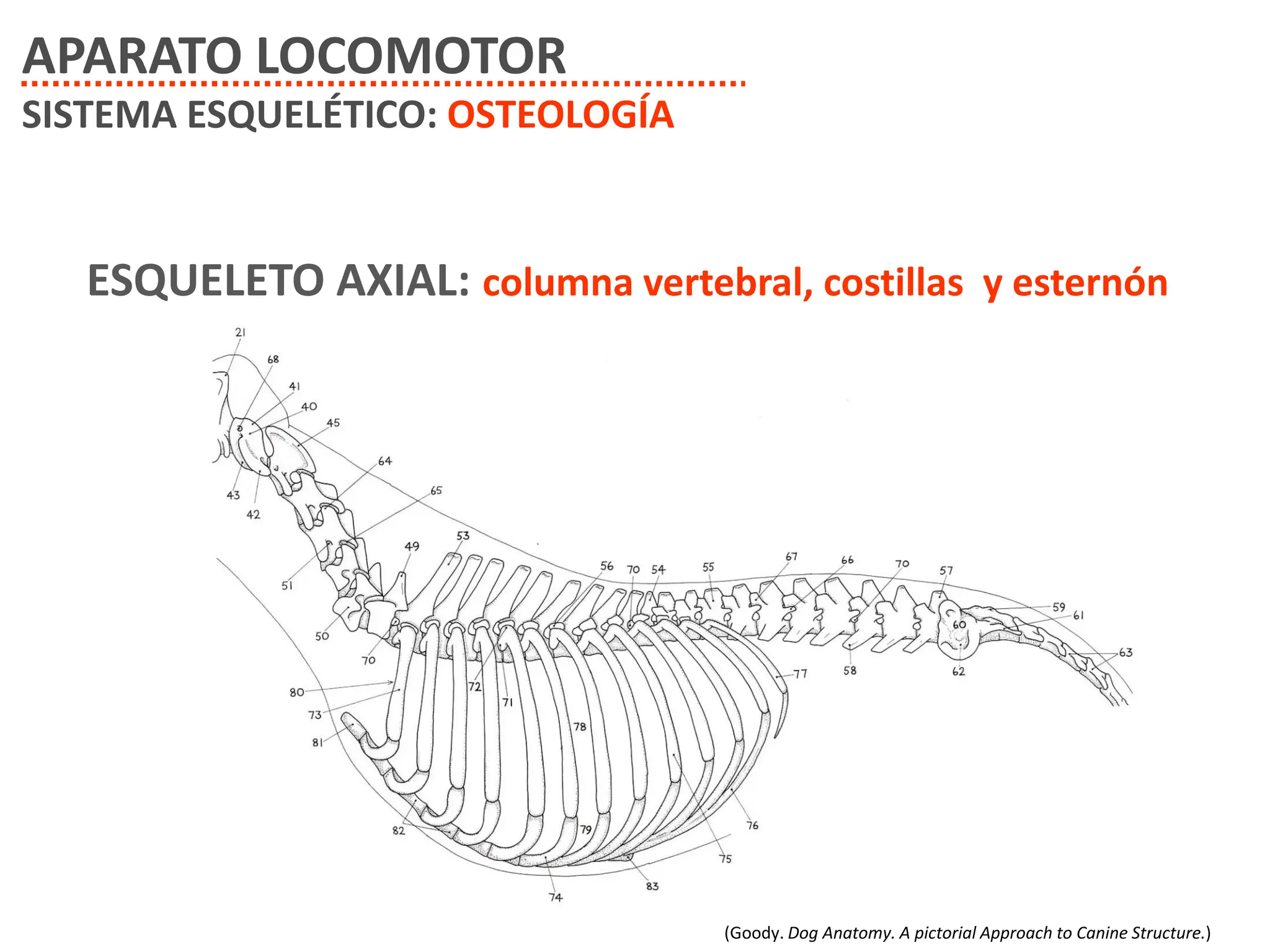 anatomía sobre el aparato locomotor, en animales | PDF