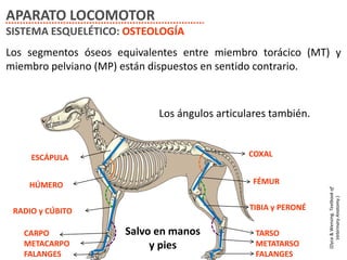 anatomía sobre el aparato locomotor, en animales | PDF