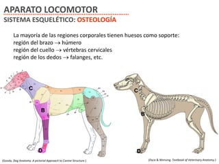 anatomía sobre el aparato locomotor, en animales | PDF