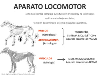 anatomía sobre el aparato locomotor, en animales | PDF