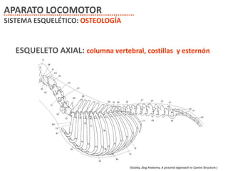 anatomía sobre el aparato locomotor, en animales | PDF